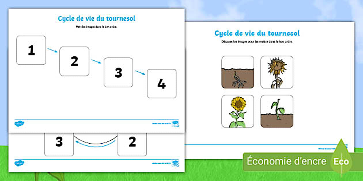 Feuilles d'activité : Le cycle de vie du tournesol - Twinkl