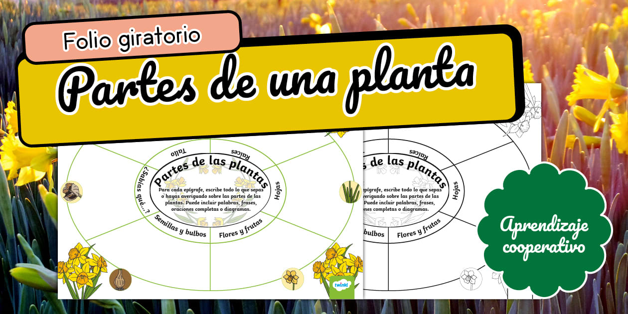 Folio giratorio: Partes de una planta - Aprendizaje cooperativo