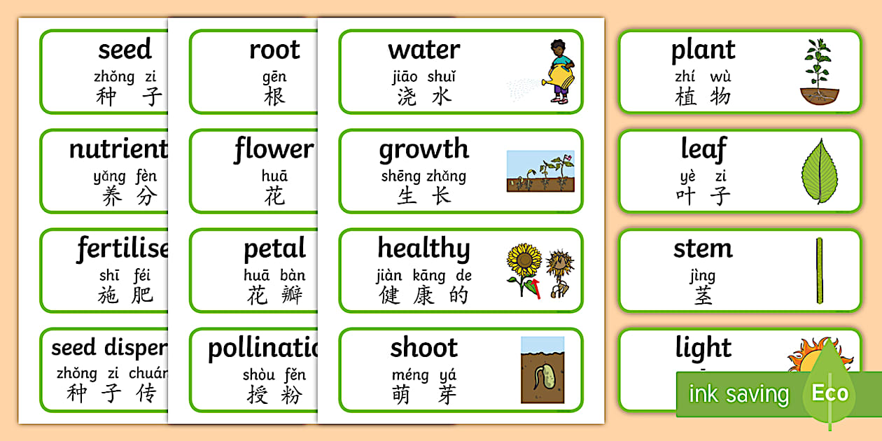 Cursive Plants Vocabulary Cards English/Mandarin Chinese/Pinyin