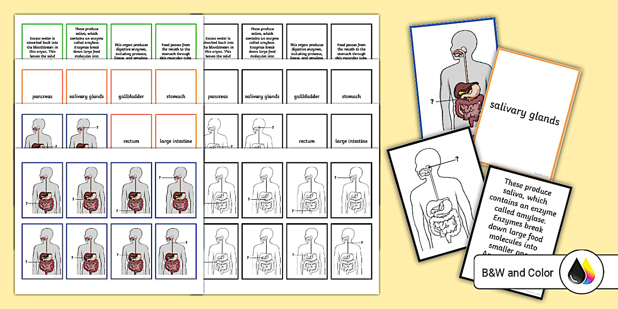 Digestive System Card Sort for 3rd-5th Grade - Twinkl
