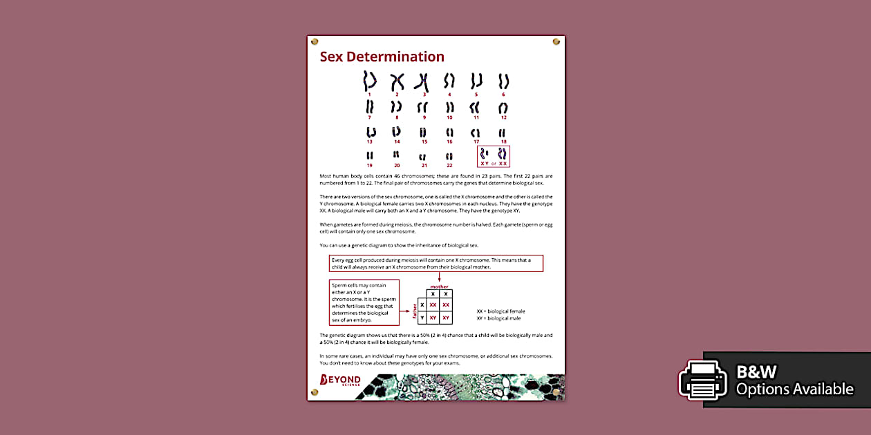 Sex Determination Information Poster Science Beyond