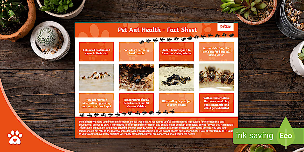 Pet Ant Health - Fact Sheet - Ant Farm - Ants - Twinkl Pets