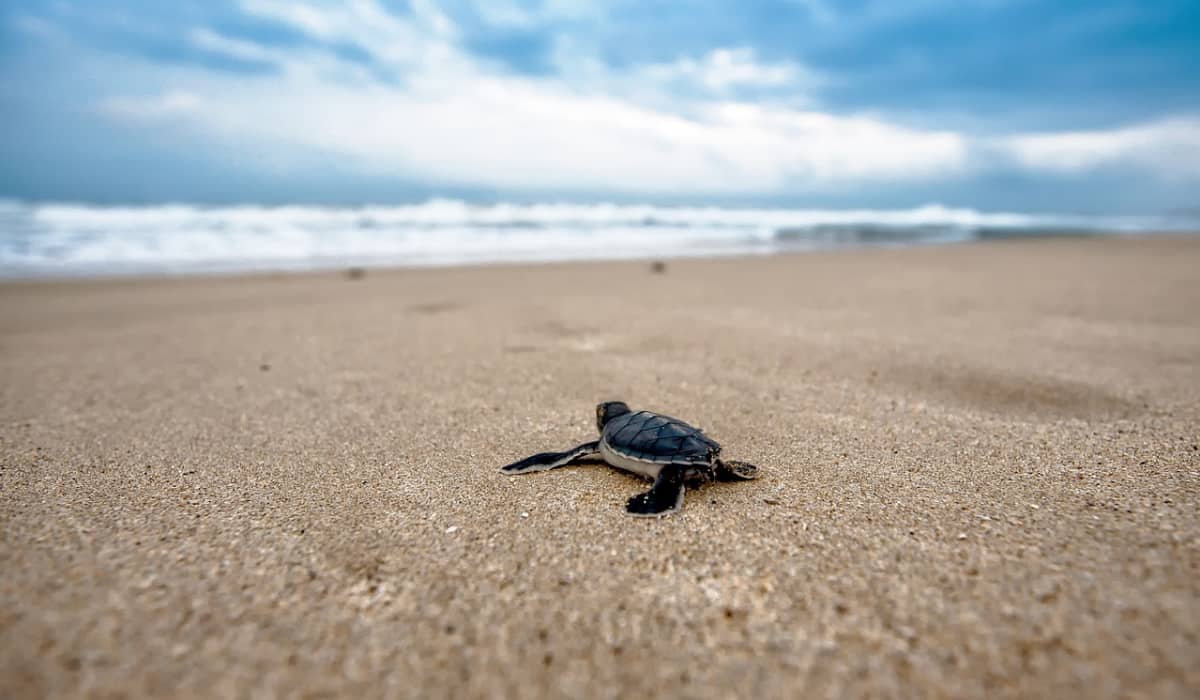 It's World Turtle Day - Twinkl NewsRoom - Twinkl