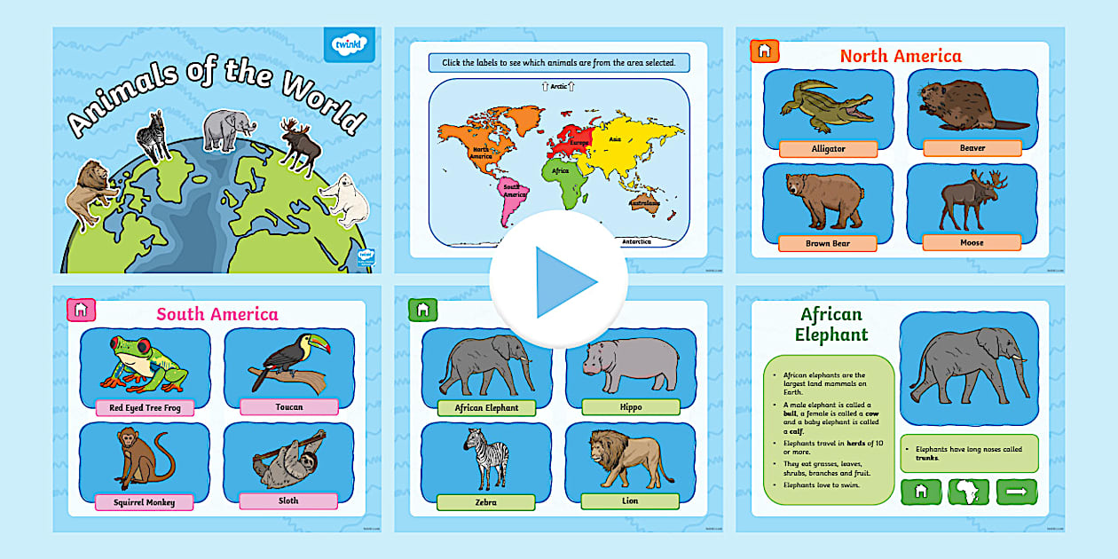 EYFS Animals Around the World PowerPoint - Twinkl