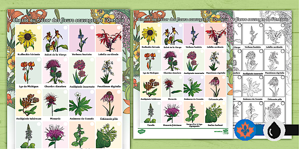 Ontario Summer Wildflowers Scavenger Hunt French - Twinkl