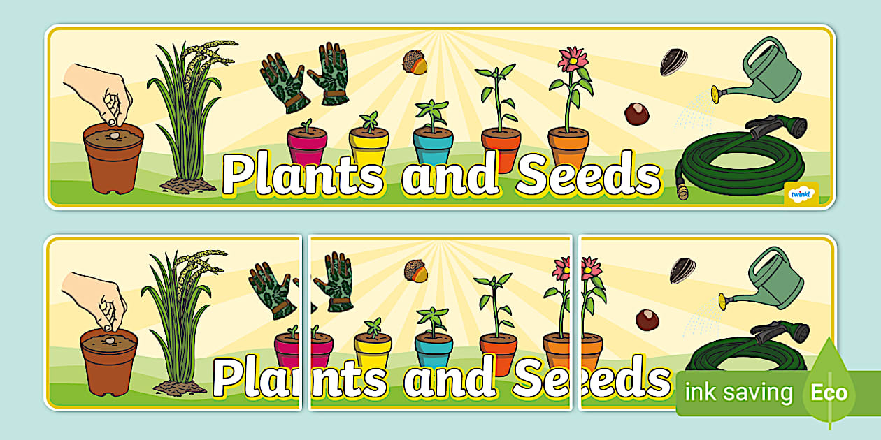 Plants and Seeds Display Banner (teacher made) - Twinkl