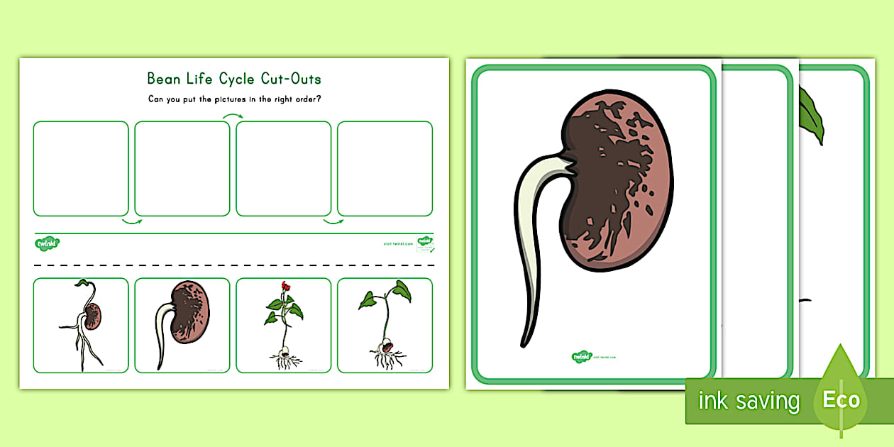 Bean Growth Sequencing Posters and Worksheet (Teacher-Made)