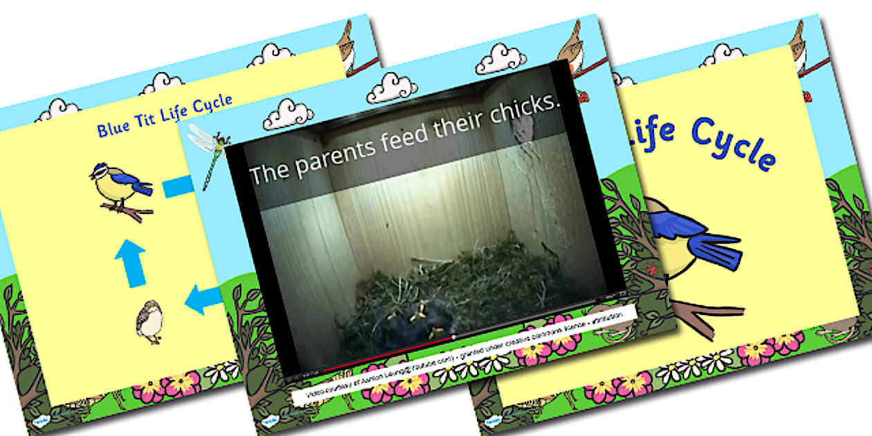 Blue Tit Life Cycle PowerPoint (teacher made) - Twinkl