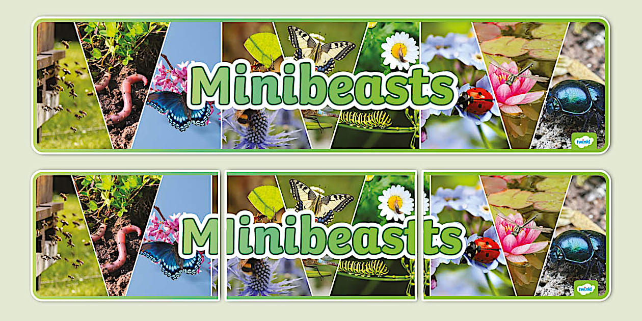 Minibeasts Photo Display Banner - Twinkl