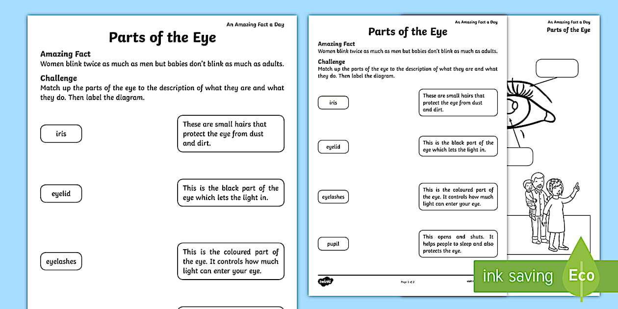 Parts Of The Eye Worksheets [Teacher-Made Resources]