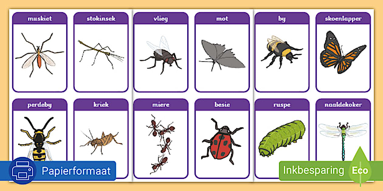 Insek Flitskaarte (teacher made) - Twinkl