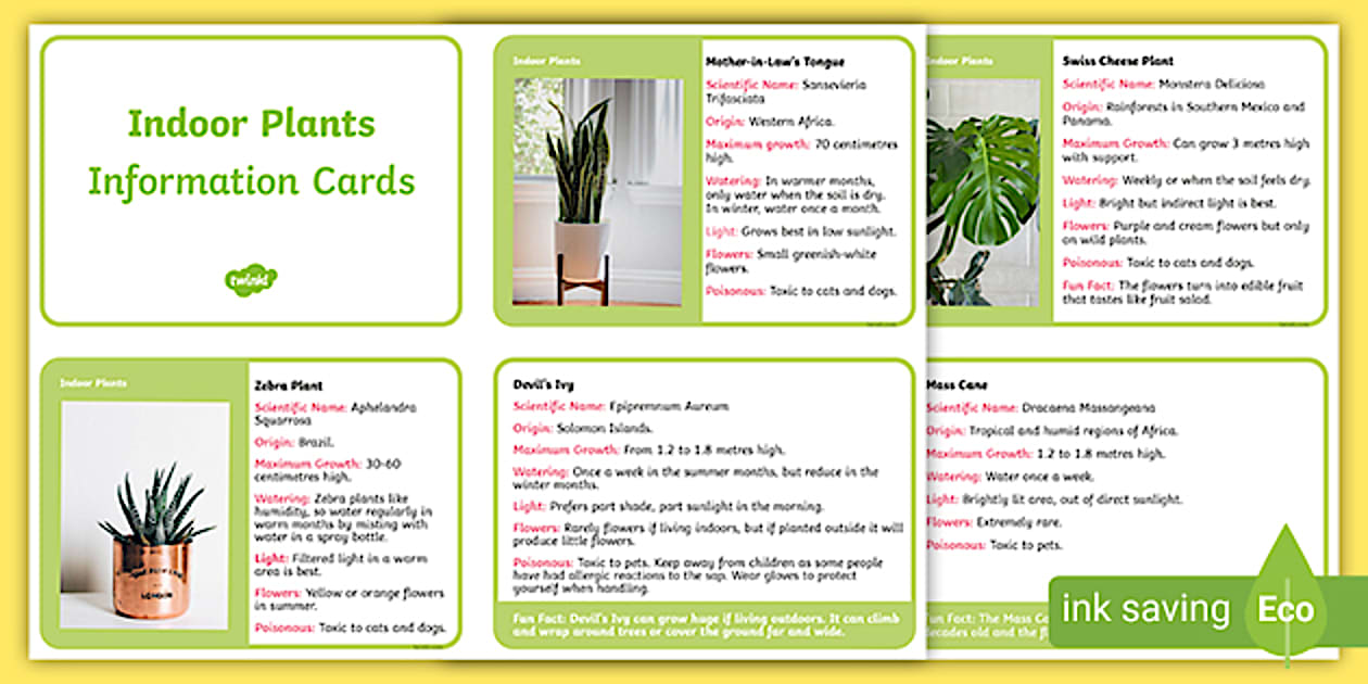 Indoor Plants Information Cards (teacher made) - Twinkl