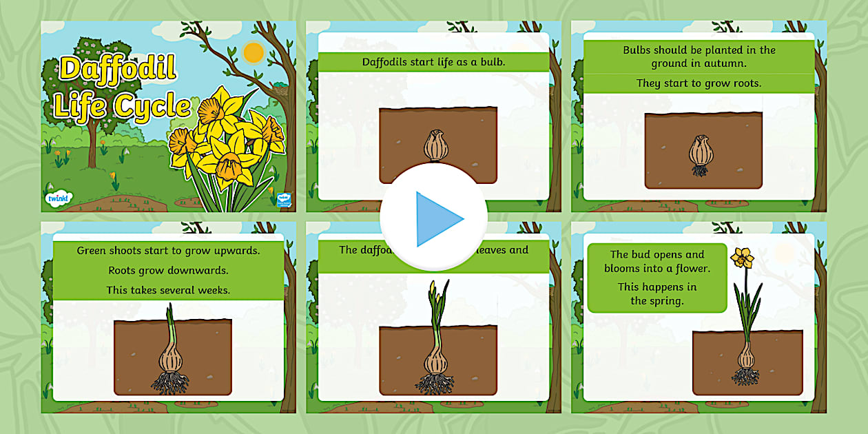 Daffodil Life Cycle PowerPoint - KS1 - Plants - Life Cycles