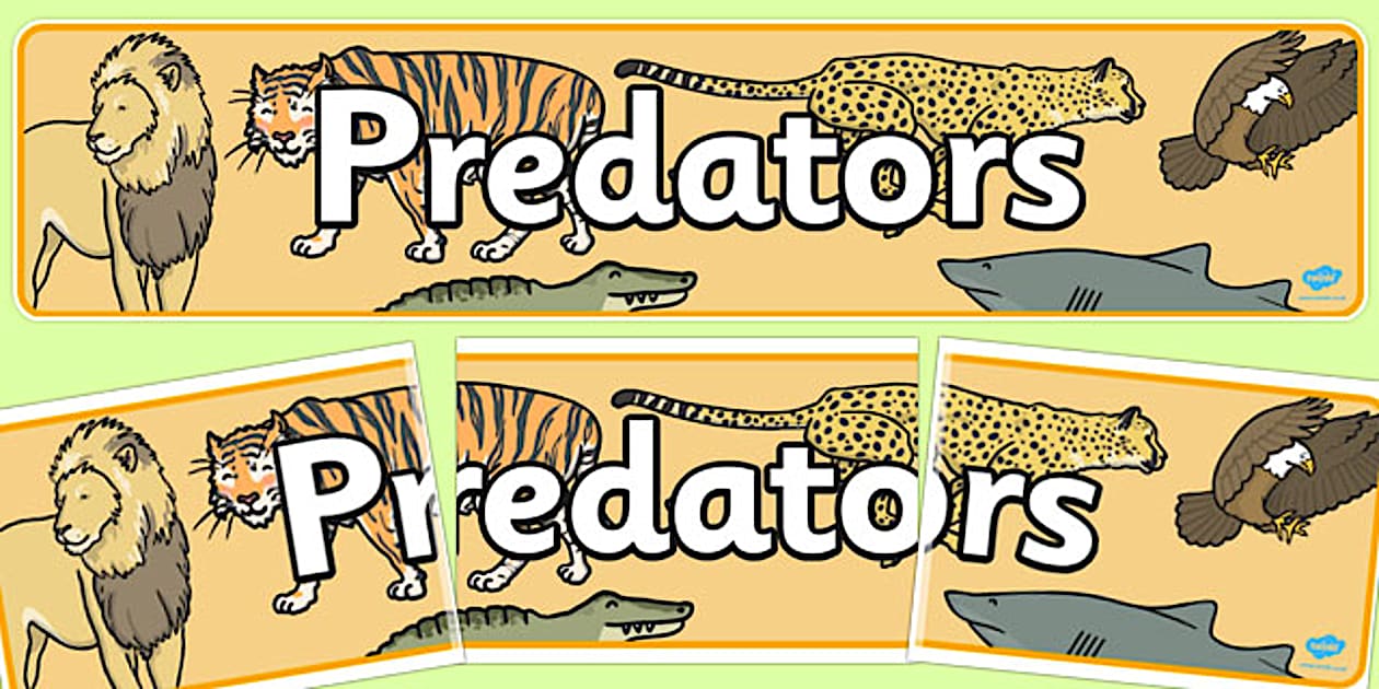 Predator Animals Display Banner - Primary Resources - Twinkl