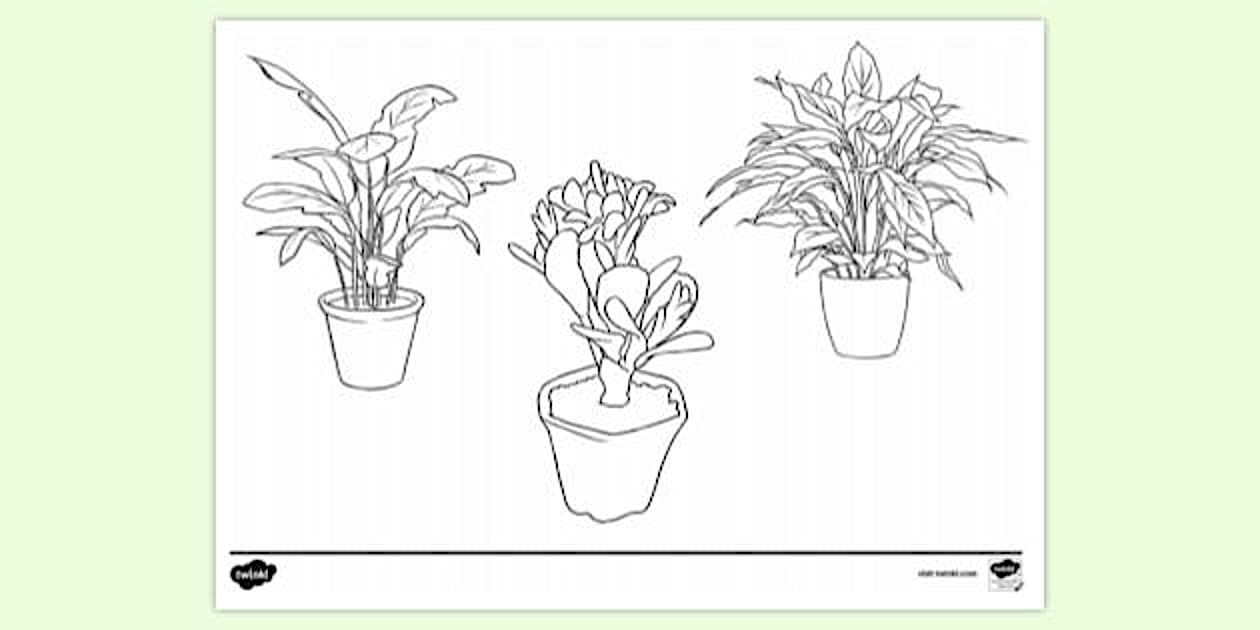 Free Printable Botanical Colouring Page | Colouring Sheets