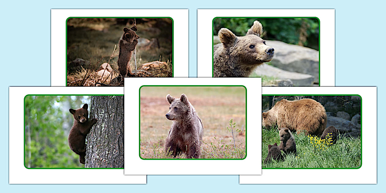 Baby Bears Photo Pack (teacher made) - Twinkl