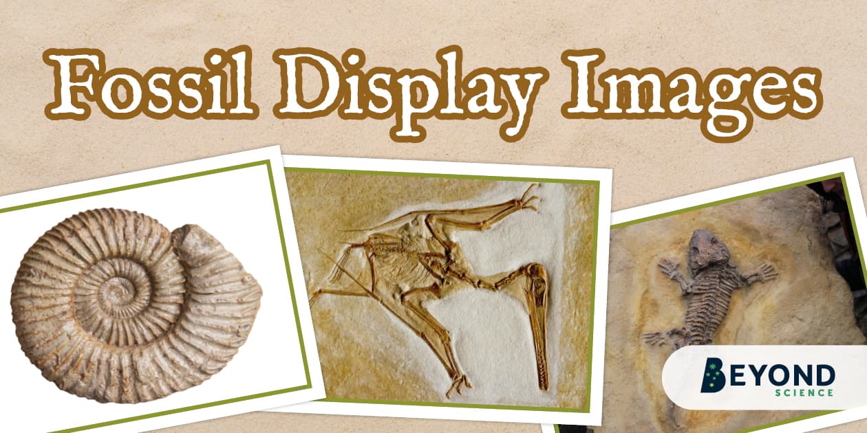 Fossil Display Images - Year 10