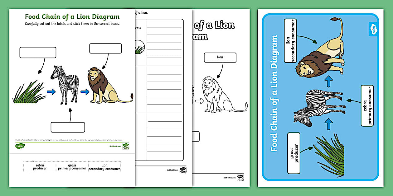 Food Chain of a Lion Diagram Pack (teacher made) - Twinkl