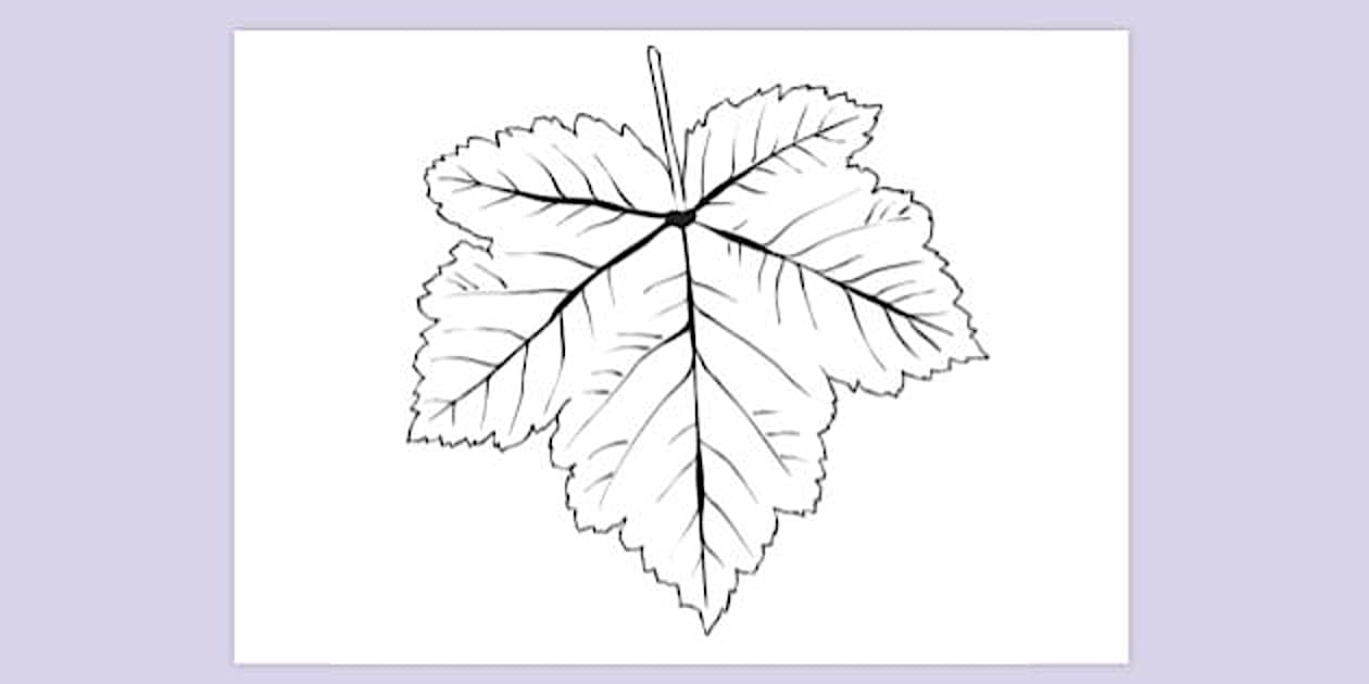Douglas Maple Colouring Sheet | Colouring Sheets - Twinkl