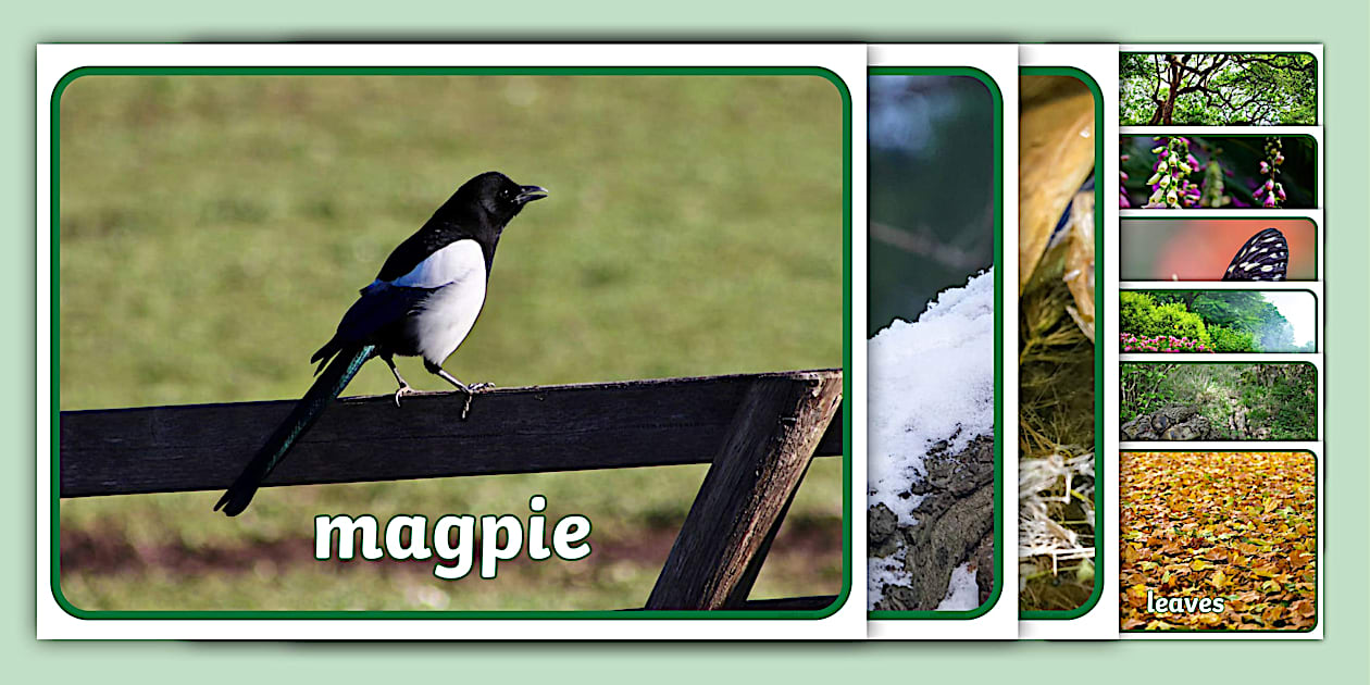 Is It Alive Photo Pack (teacher made) - Twinkl