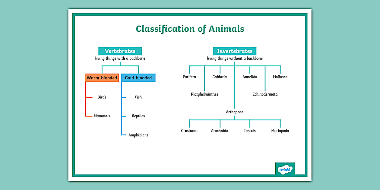 Chart of Animal Kingdom Classification Display Poster