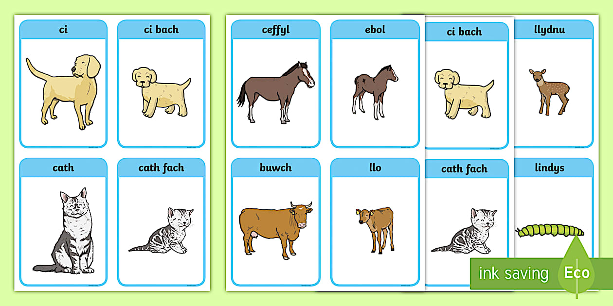 Matching Animals With Their Young Activity Welsh - Twinkl