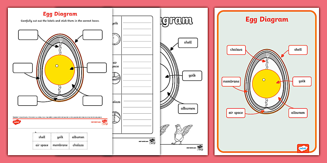 Diagram of an Egg Activity Pack