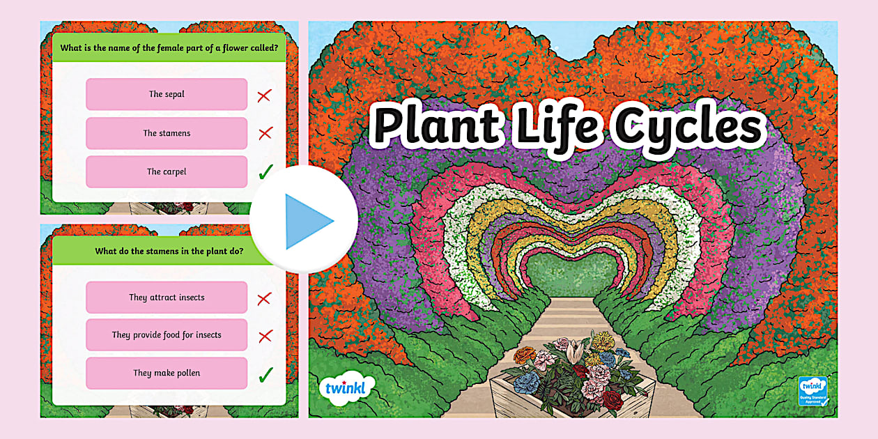 Plant Life Cycles PowerPoint Quiz (teacher made) - Twinkl