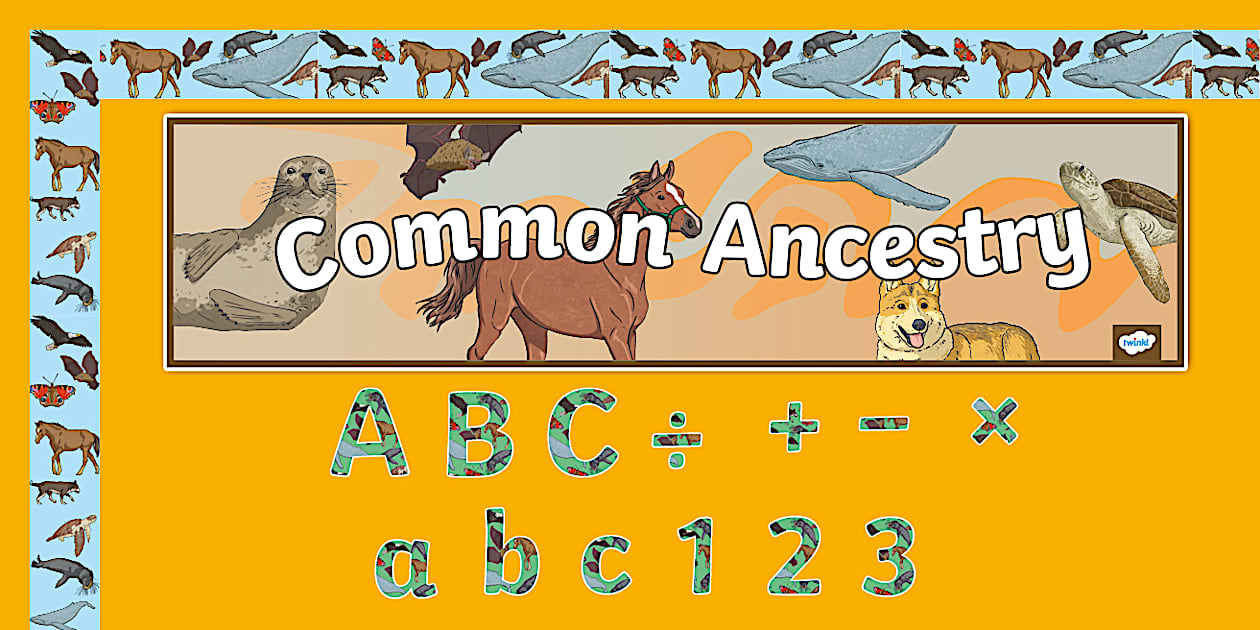 Common Ancestry/Comparative Anatomy Bulletin Board Pack