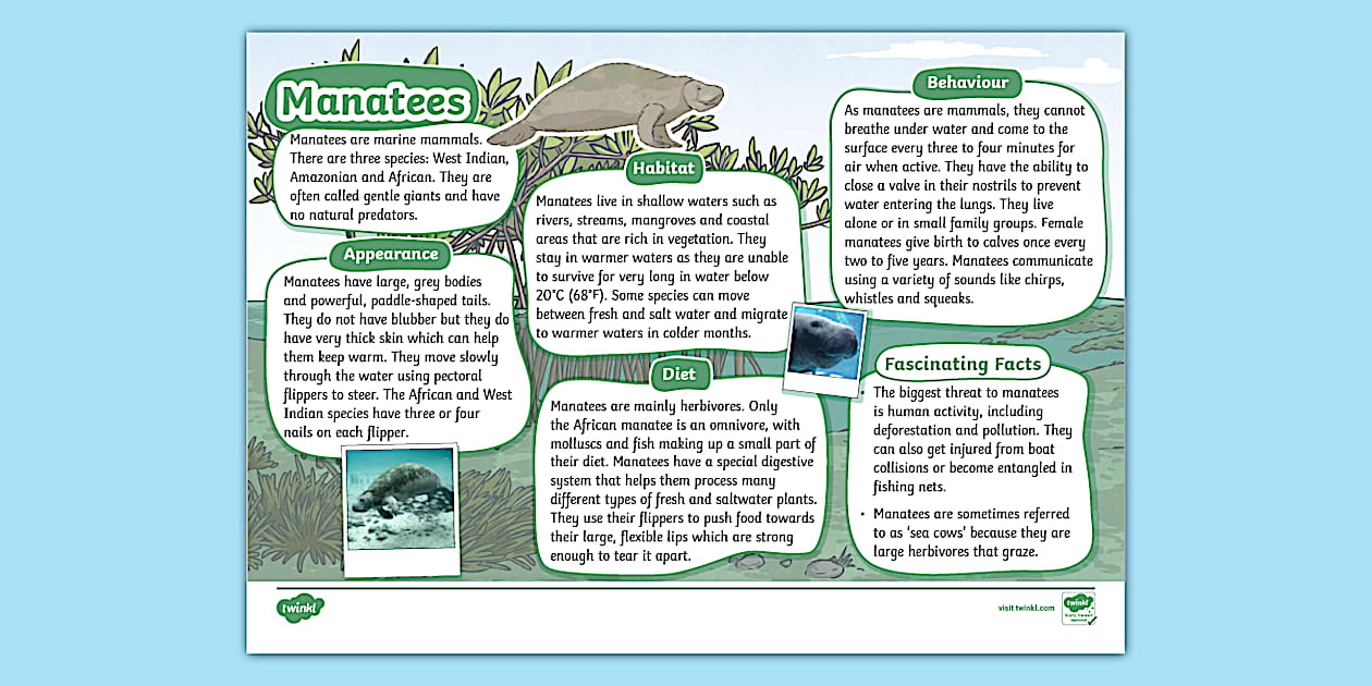 KS2 Manatee Fact File (Teacher-Made) - Twinkl