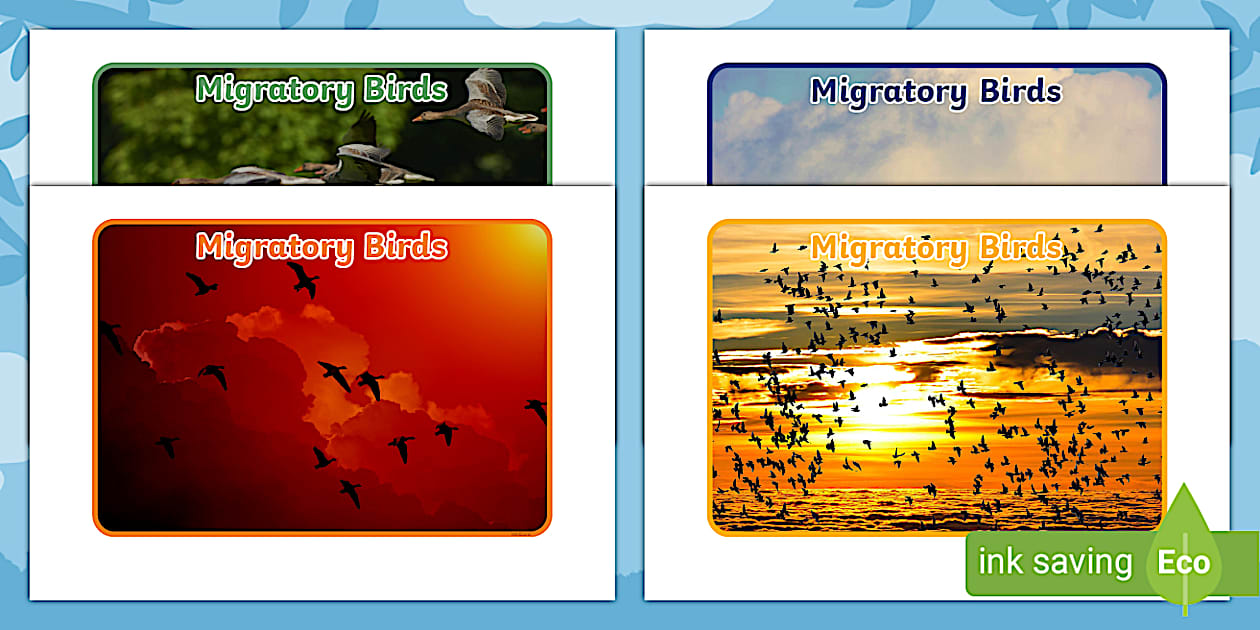 Migratory Birds Photo Pack (Teacher-Made) - Twinkl