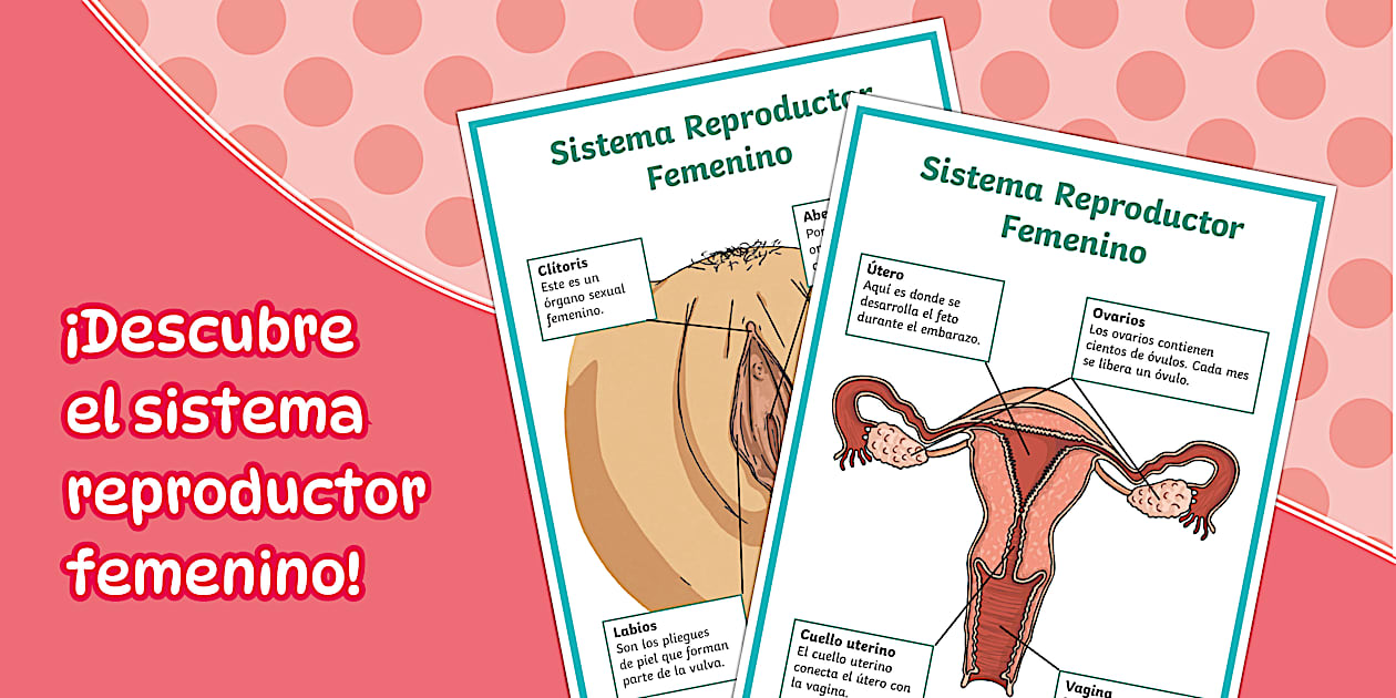 Póster: Sistema reproductor femenino