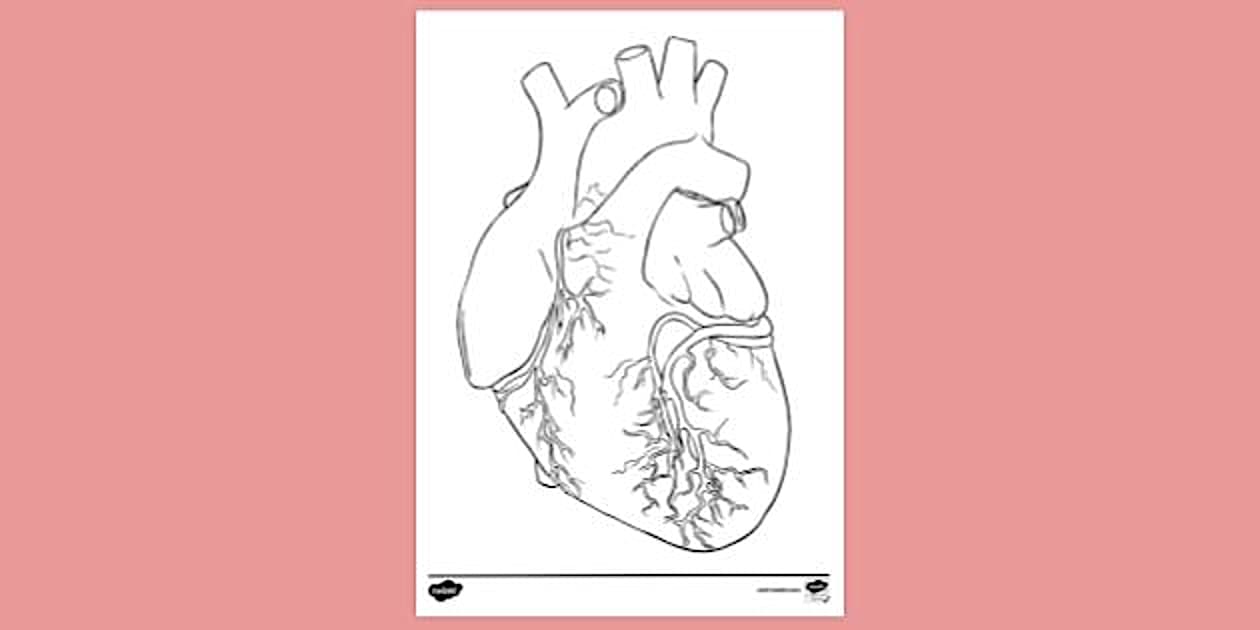 Anatomy - Heart Colouring | Colouring Sheets (Teacher-Made)