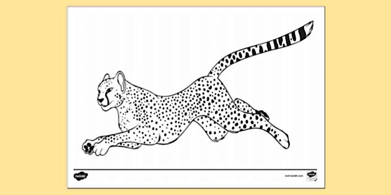 Cheetah Colouring Pages to Print | Colouring Sheets - Twinkl