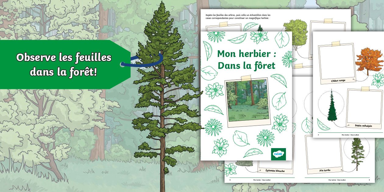 Mon herbier : Dans la fôret - Twinkl Sciences