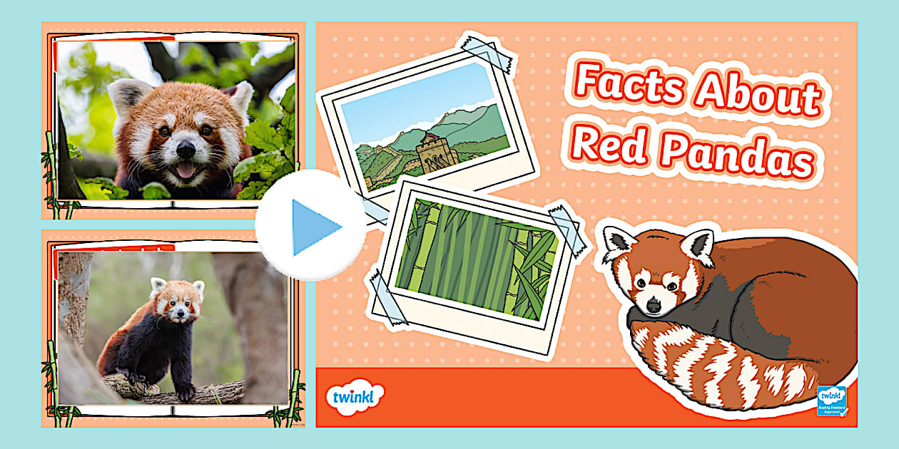 Facts About Red Pandas PowerPoint - Animals - Twinkl - KS1