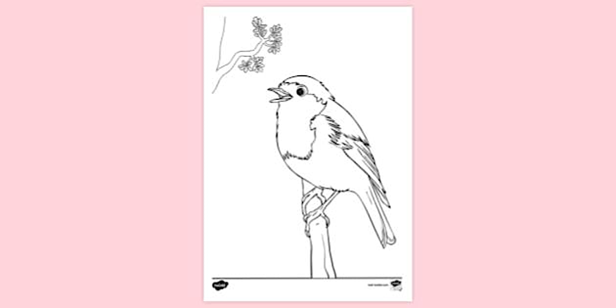 Robin Colouring Page | Colouring Sheets (teacher made)
