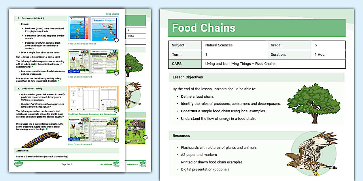 Grade 5 NS and Tech Term 1 Food Chains Lesson Plan - Twinkl