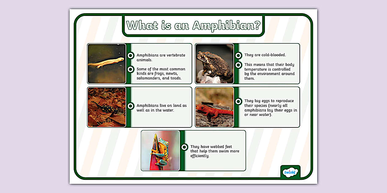 What is an Amphibian? Display Poster (teacher made) - Twinkl