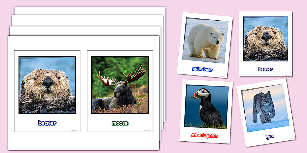 Animals of Canada Instant Photo Style Display Images