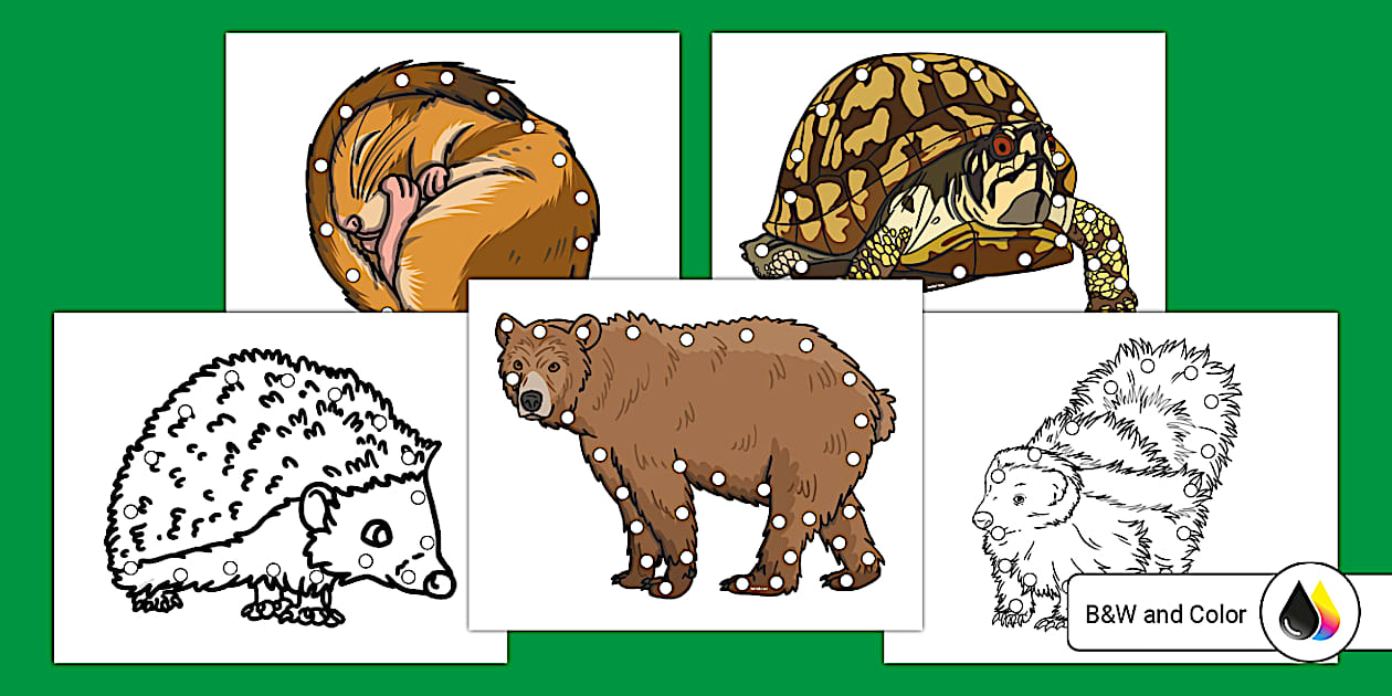 Animals That Hibernate Lacing Cards (teacher made) - Twinkl