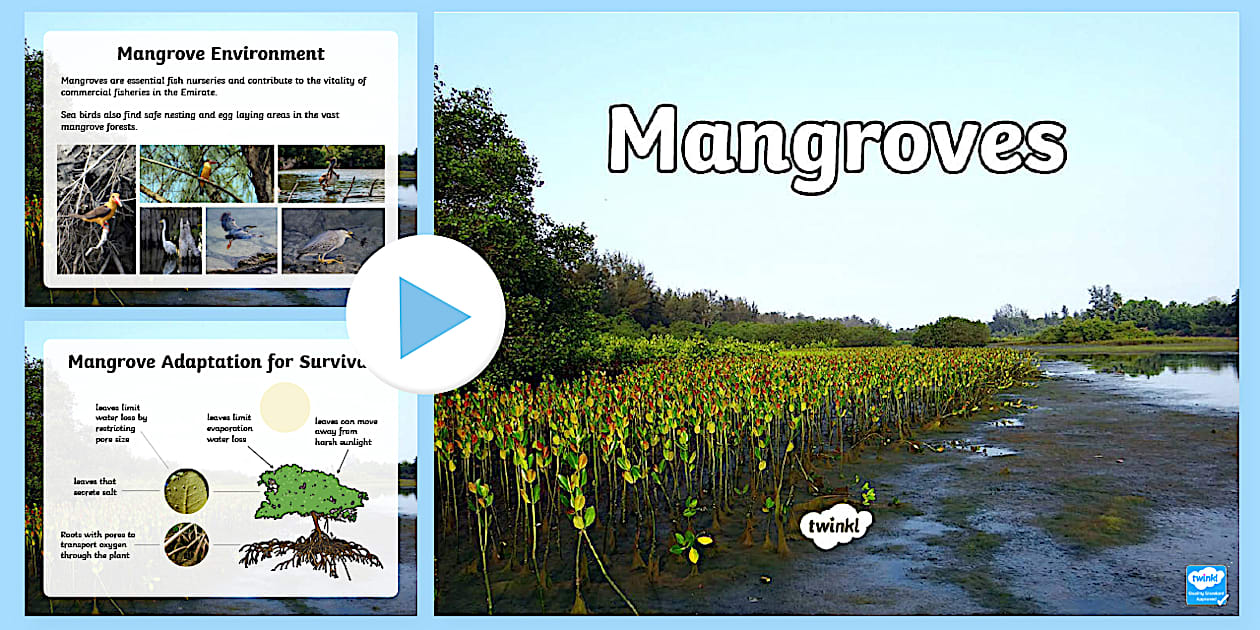 The Mangroves PowerPoint (teacher made) - Twinkl