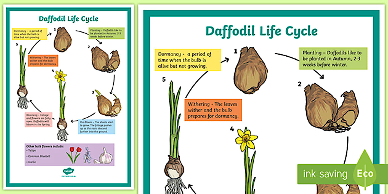 Daffodil Life Cycle Display Poster - Twinkl