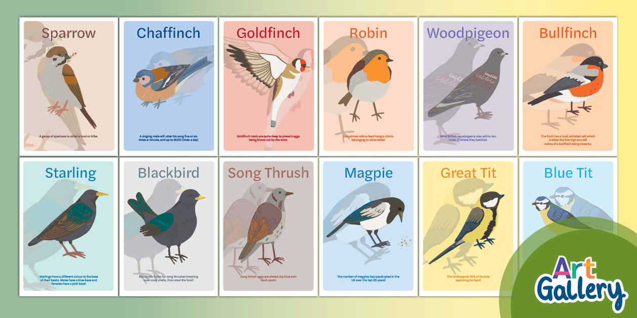 British Bird Watching A5 Posters (teacher made) - Twinkl