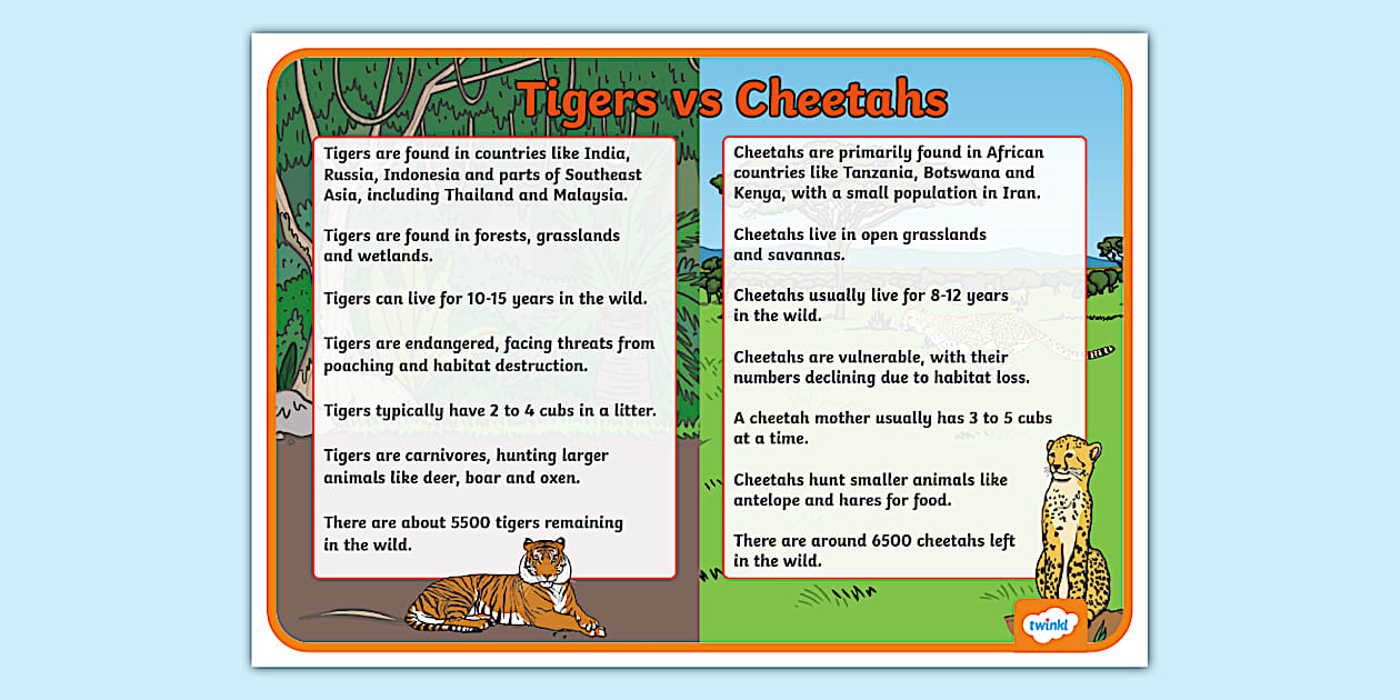 Tiger vs Cheetah Display Poster (Teacher-Made) - Twinkl