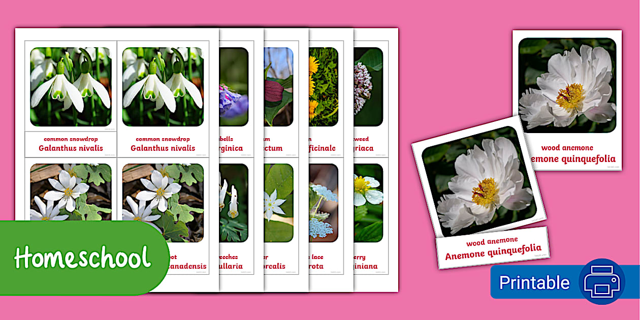 Three-Part Cards for Wild Flowers With Photographs - Twinkl