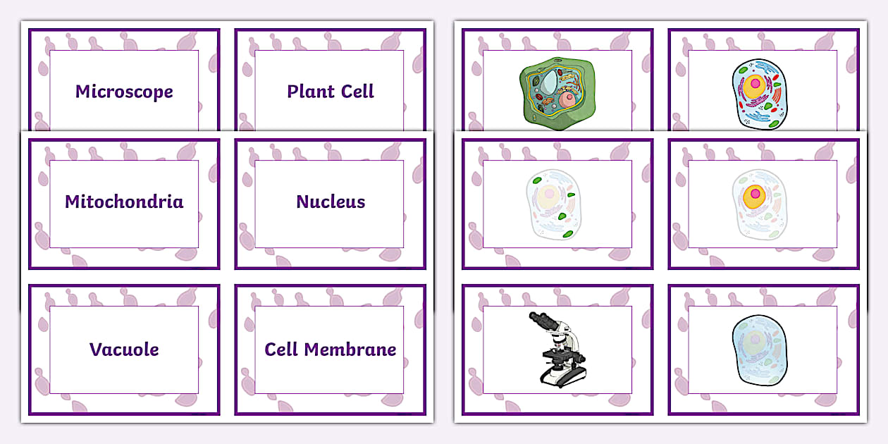 Cells Matching Cards (teacher made) - Twinkl