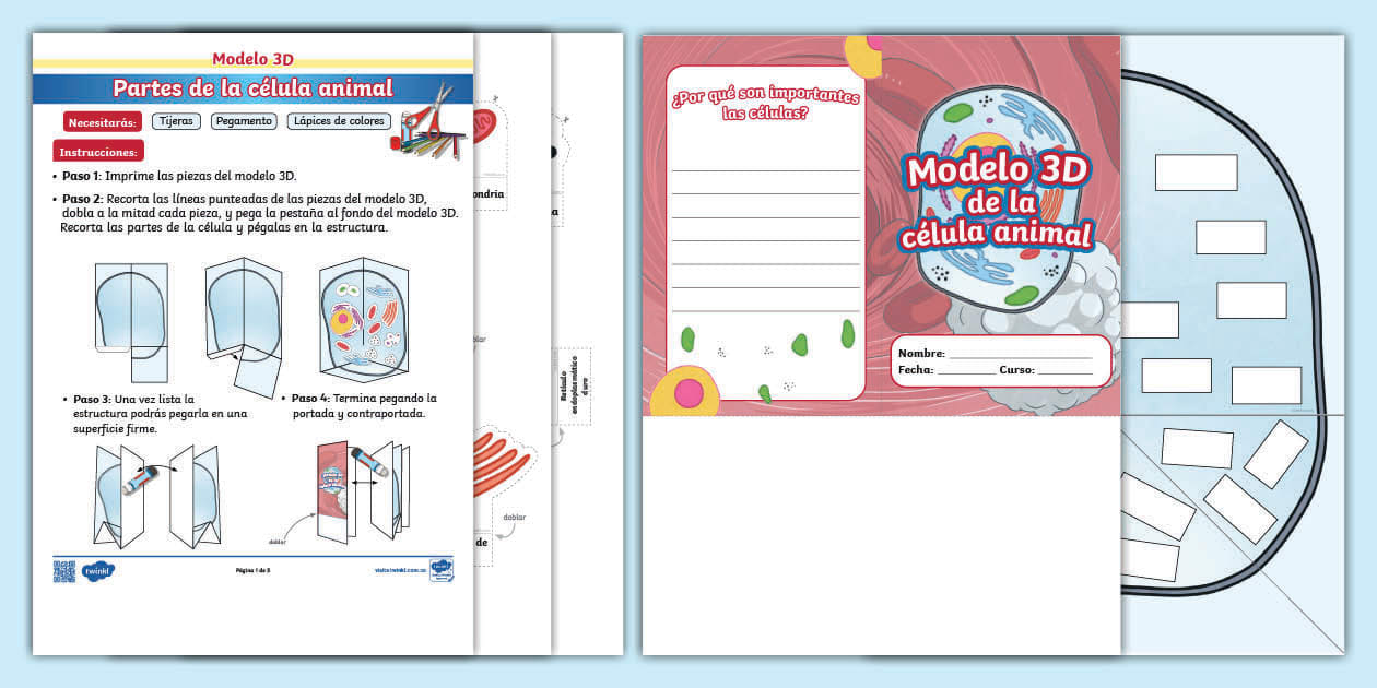 La célula animal y sus partes - Modelo 3D- Twinkl Colombia