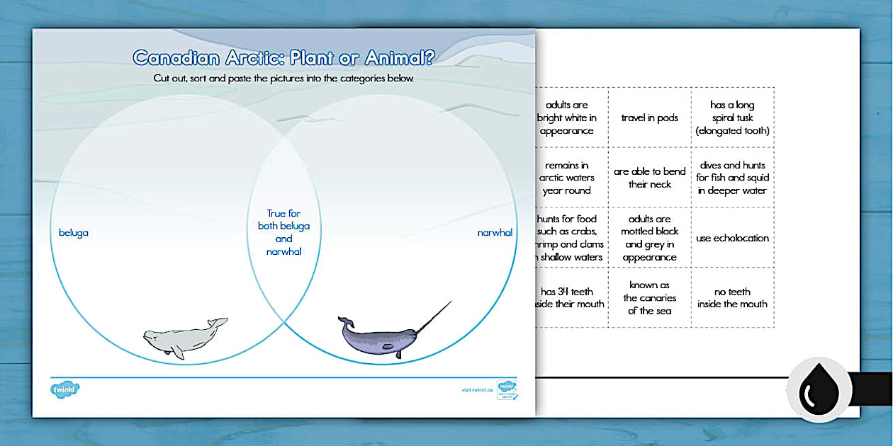 Beluga and Narwhal Venn Diagram Sorting Activity - Twinkl