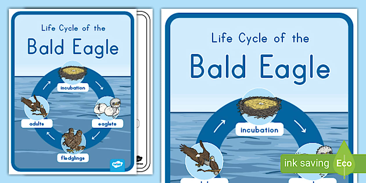 Life Cycle of a Bald Eagle Poster for Kids | Twinkl USA